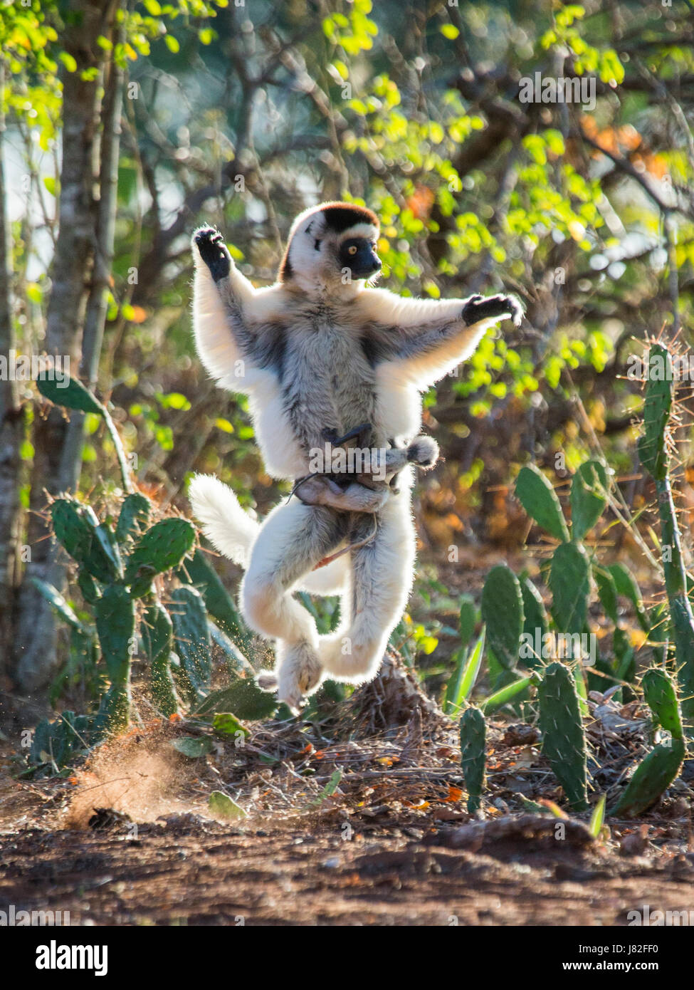 Dancing Sifaka Verreaux's sifaka (Propithecus verreauxi) is jumping ...
