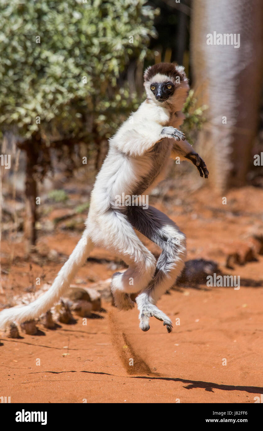 Dancing Sifaka Verreaux's sifaka (Propithecus verreauxi) is jumping ...