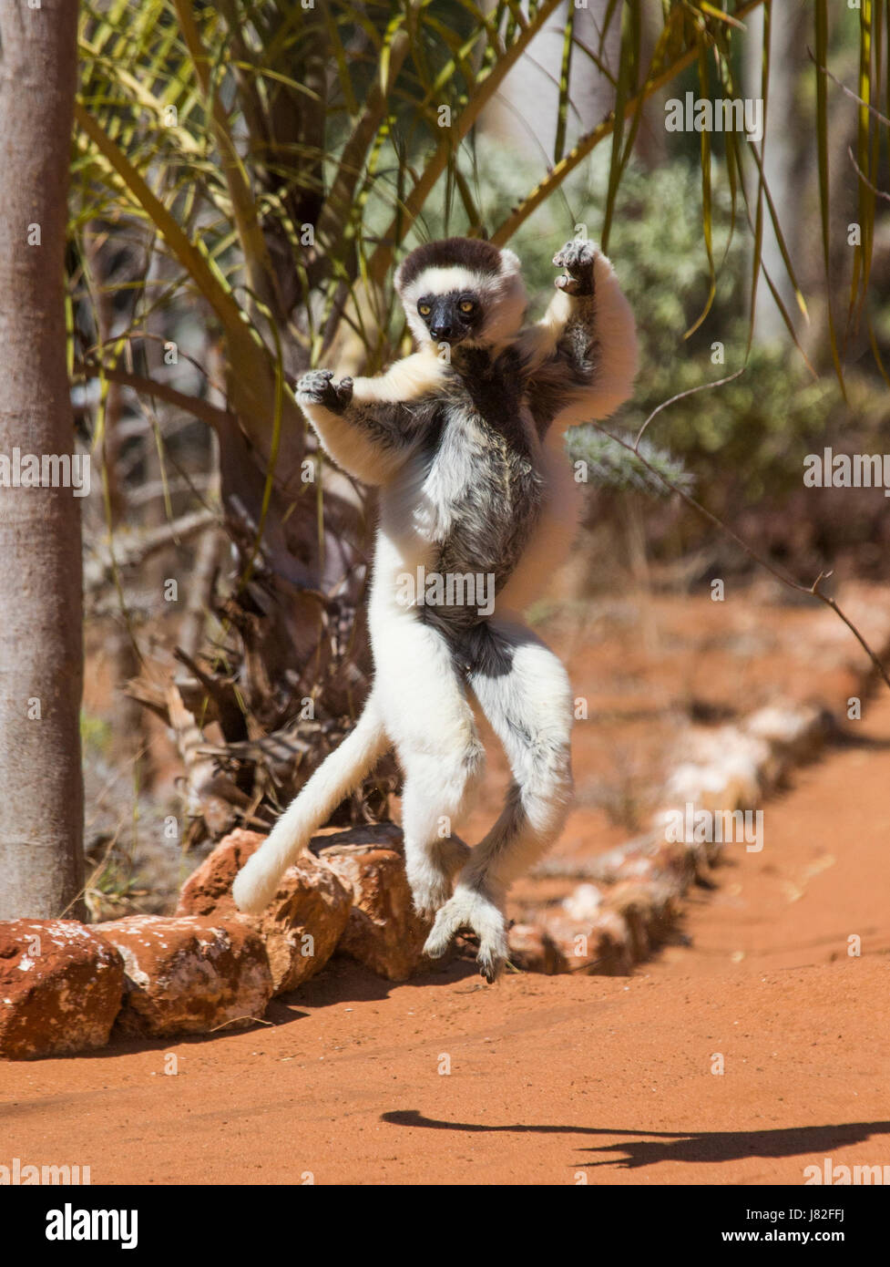 Dancing Sifaka Verreaux's sifaka (Propithecus verreauxi) is jumping ...