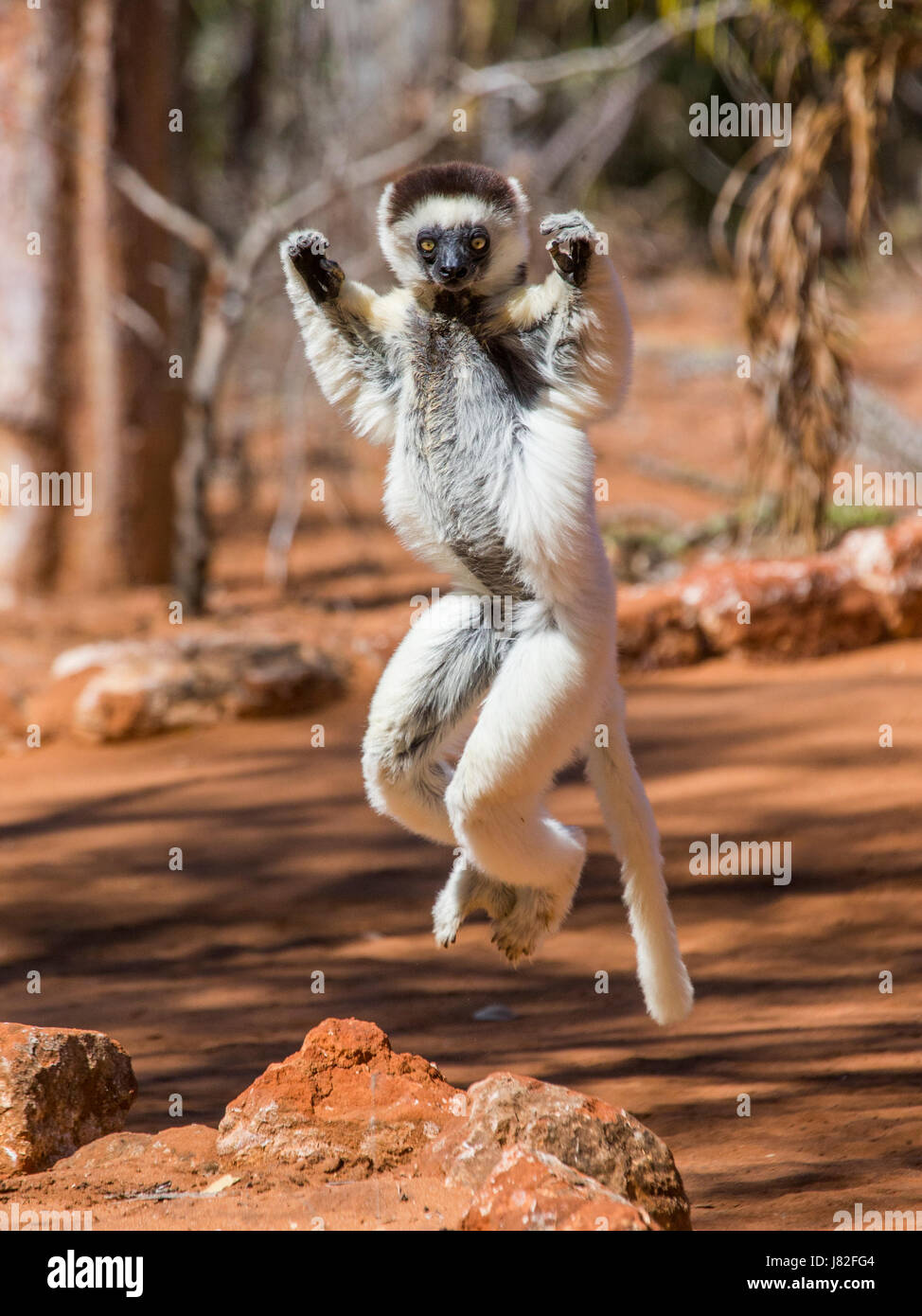 Dancing Sifaka Verreaux's sifaka (Propithecus verreauxi) is jumping ...