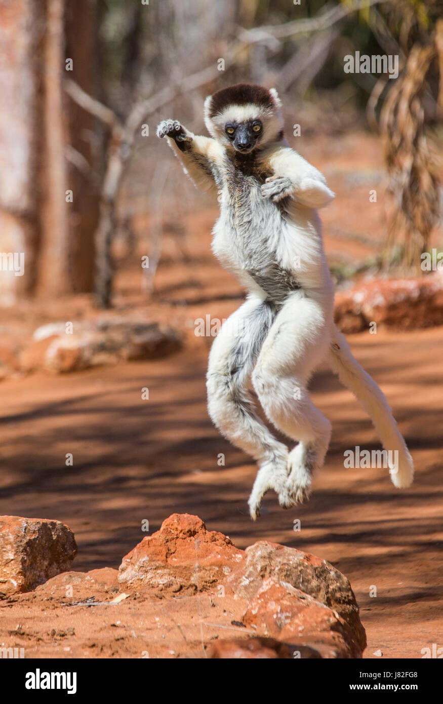 Dancing Sifaka Verreaux's sifaka (Propithecus verreauxi) is jumping ...