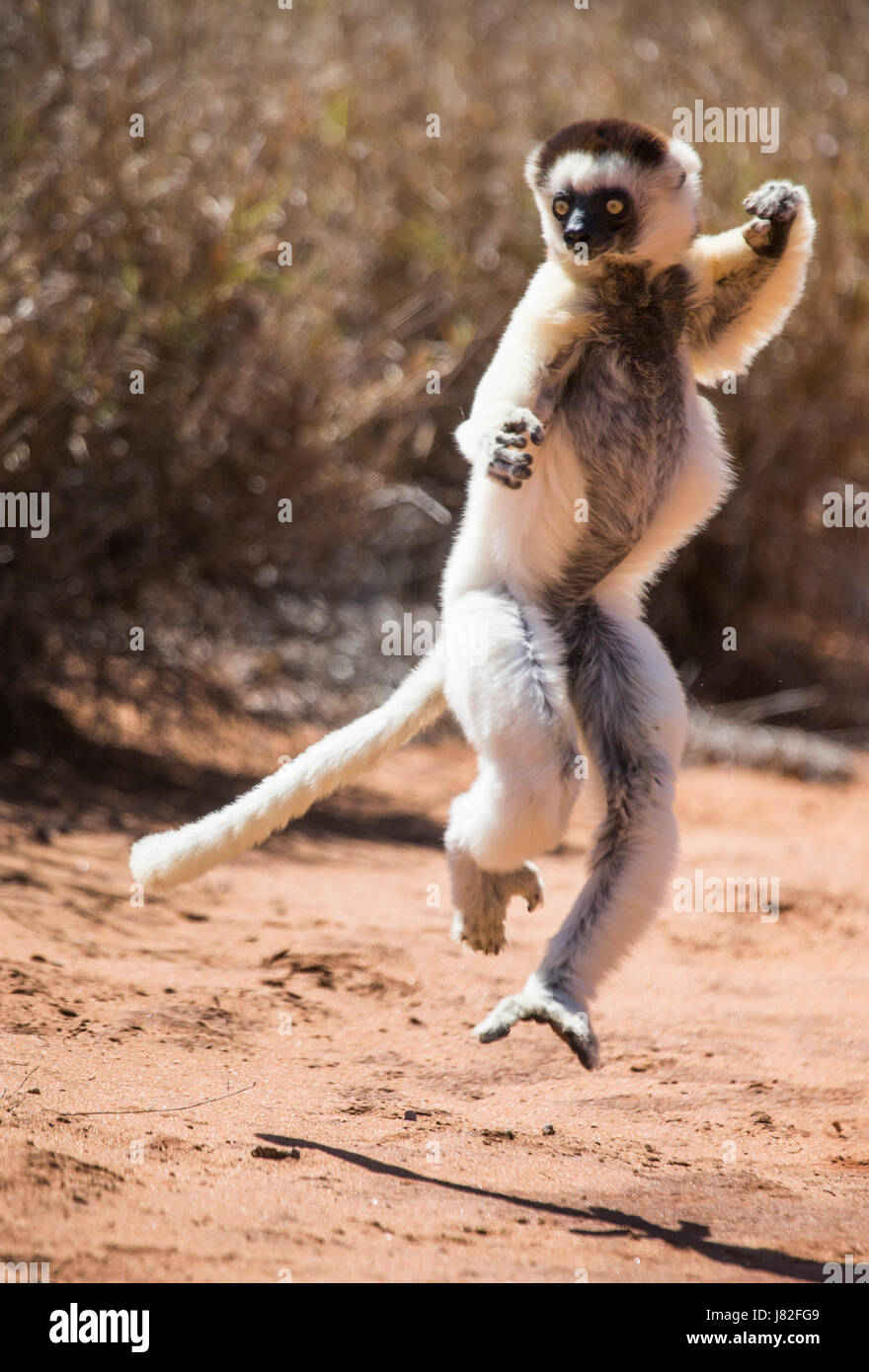 Dancing Sifaka Verreaux's sifaka (Propithecus verreauxi) is jumping ...