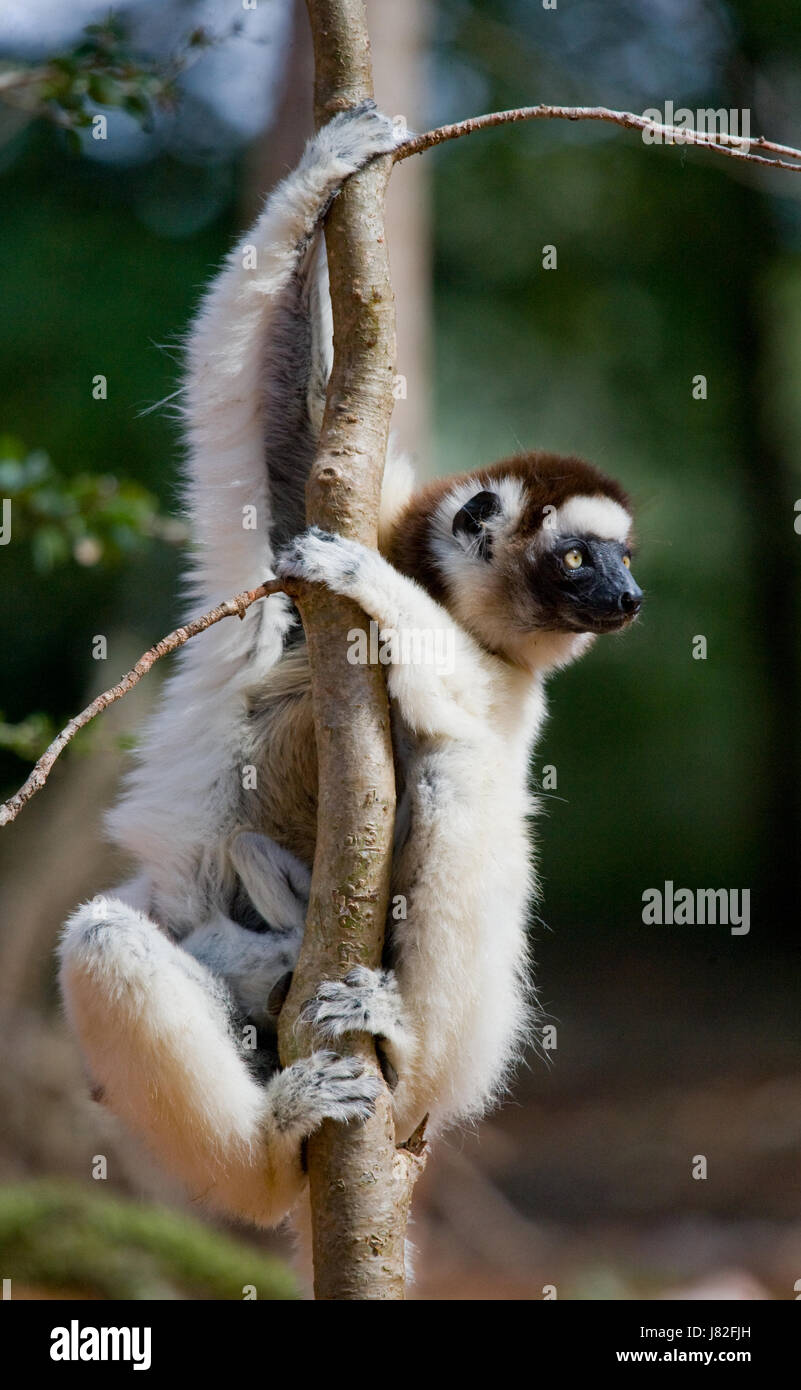 Dancing Sifaka sitting on a tree. Madagascar Stock Photo - Alamy