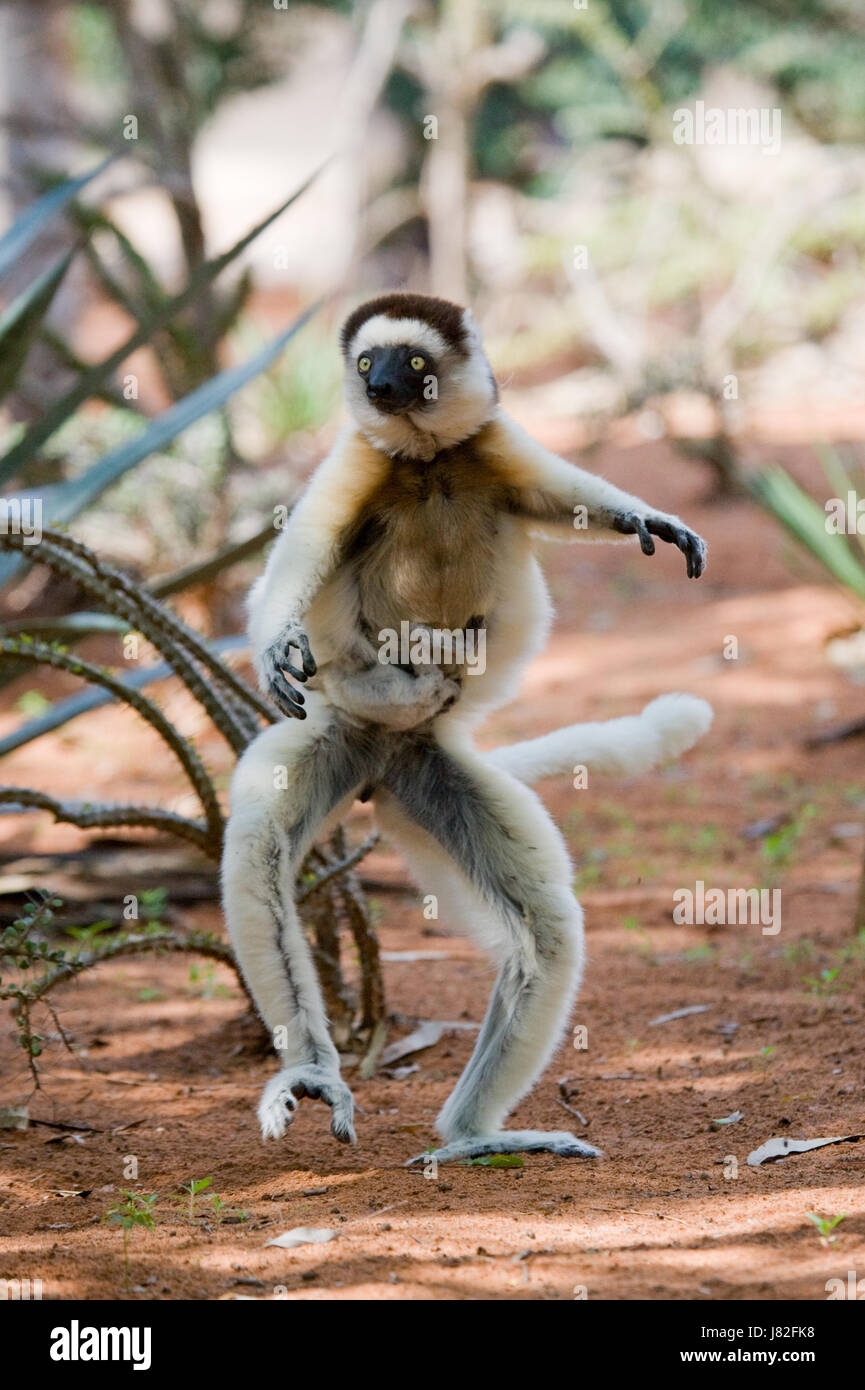 Dancing Sifaka Verreaux's sifaka (Propithecus verreauxi) is jumping ...