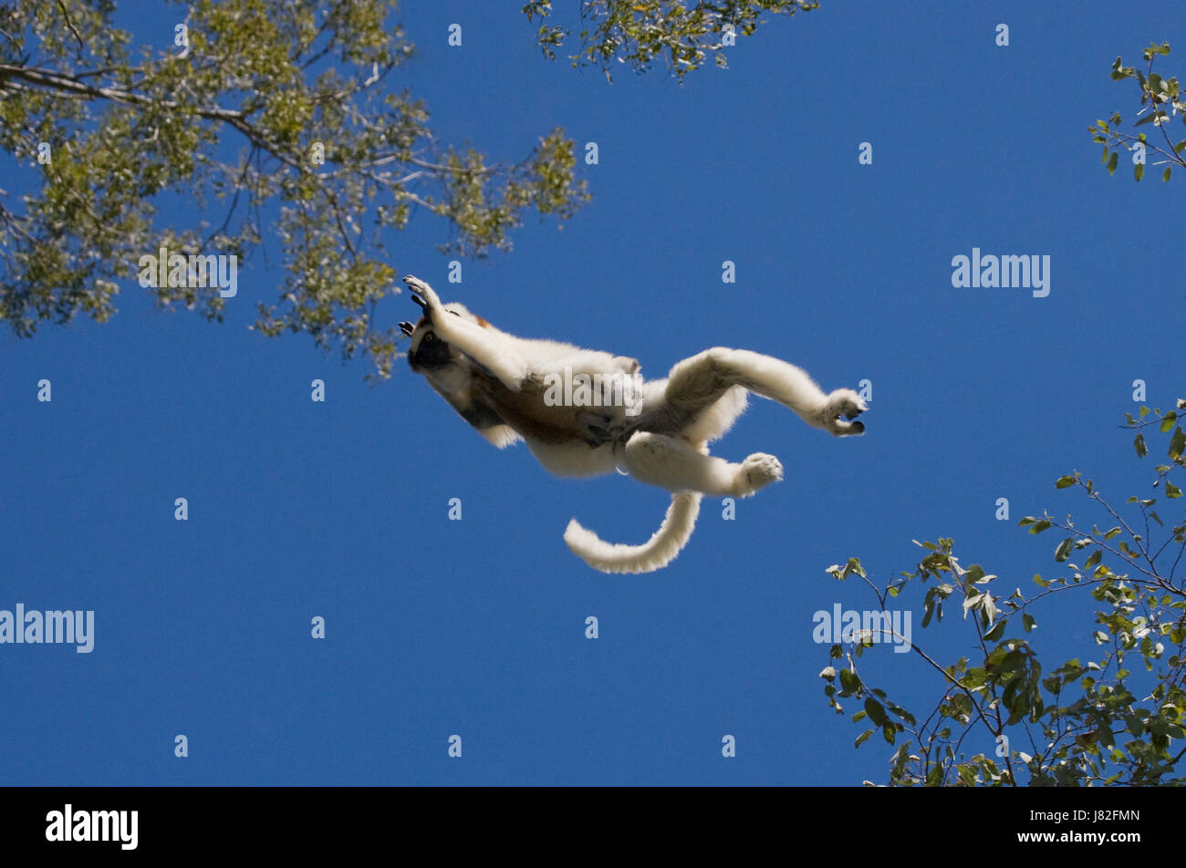 Dancing Sifaka Verreaux's sifaka (Propithecus verreauxi) is jumping ...