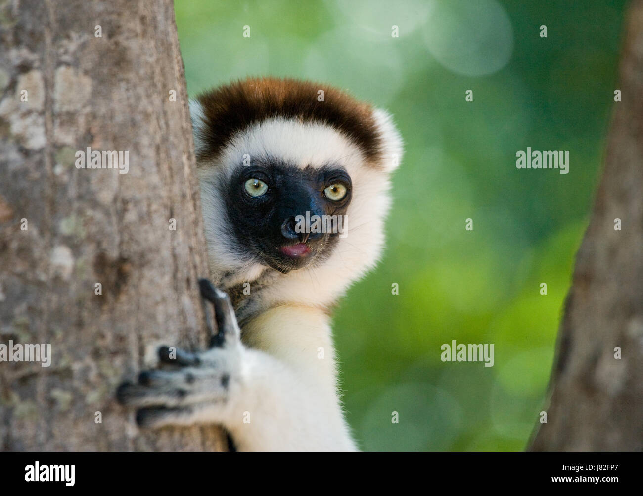 Dancing Sifaka sitting on a tree. Madagascar Stock Photo - Alamy