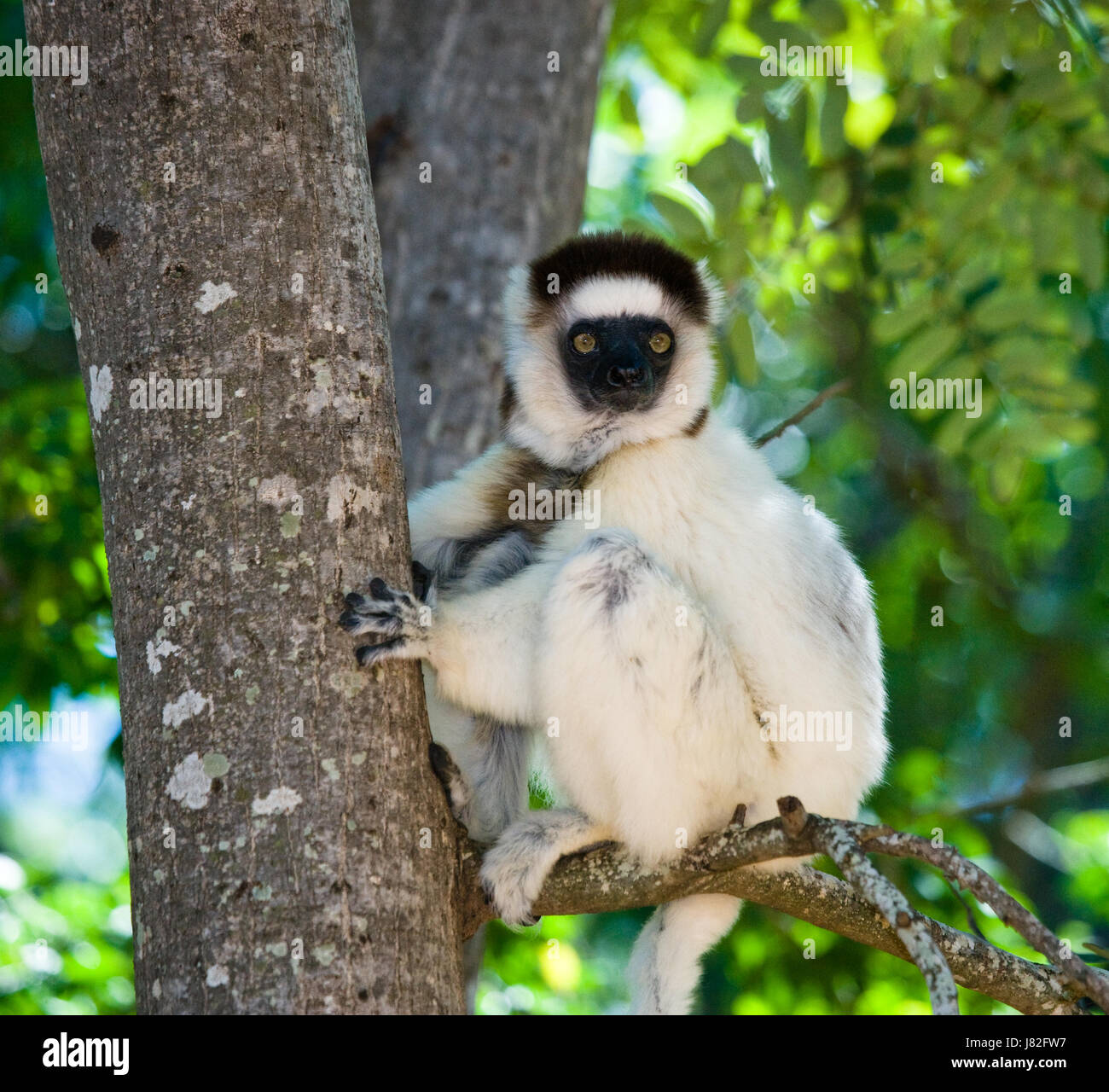 Dancing Sifaka sitting on a tree. Madagascar Stock Photo - Alamy