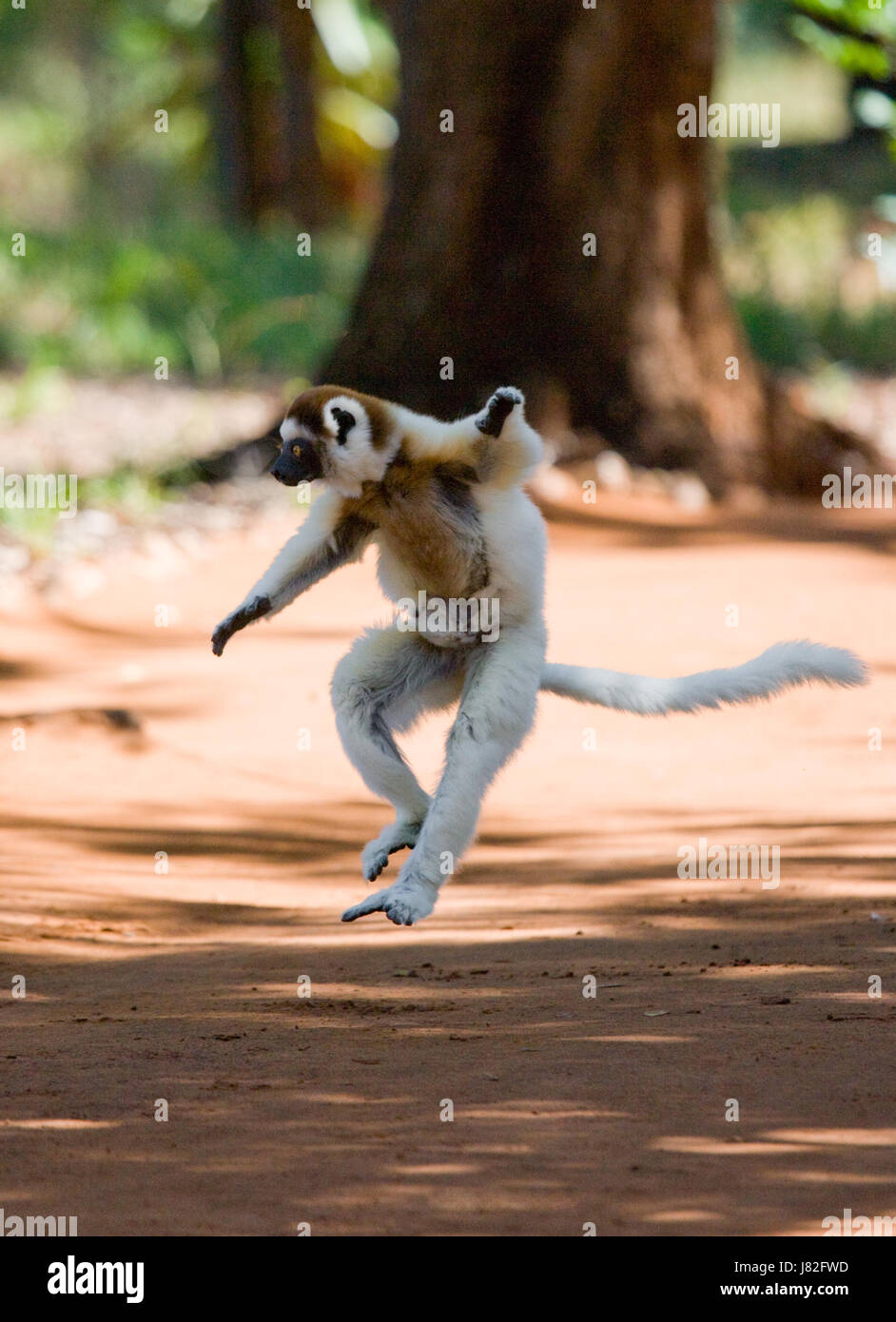 Jumping lemur hi-res stock photography and images - Alamy