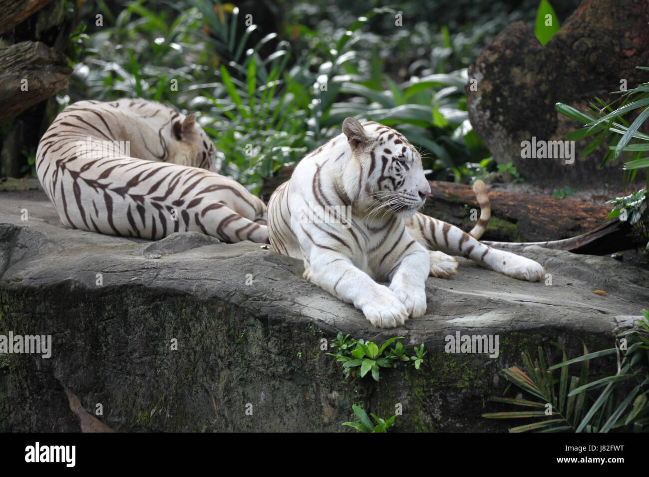 Tigers of rare white color, Singapore, Southeast Asia Stock Photo - Alamy