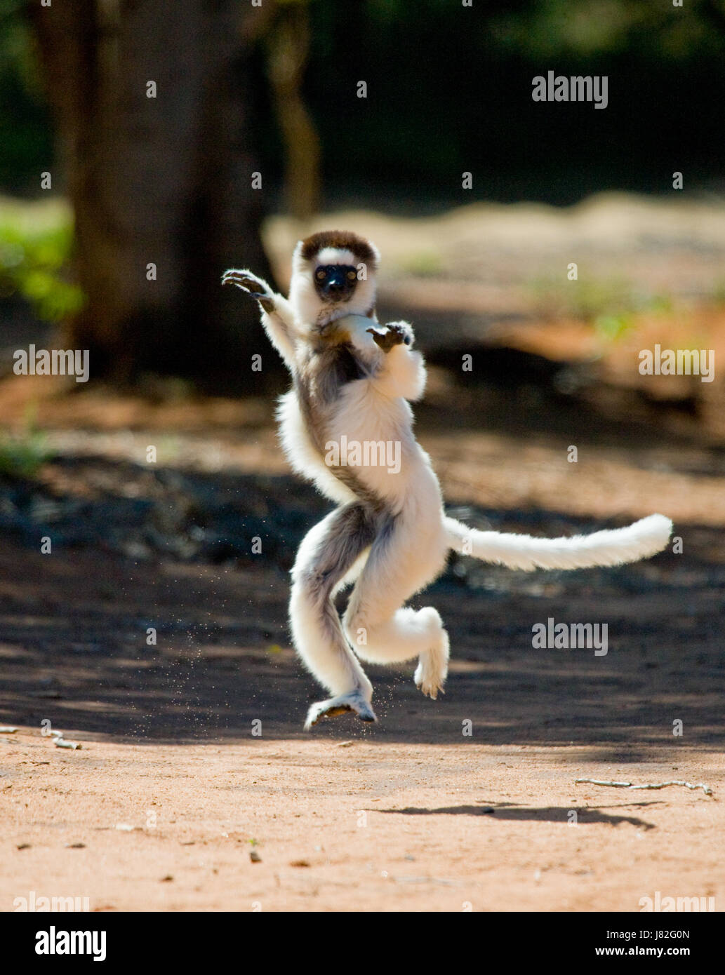 Dancing Sifaka Verreaux's sifaka (Propithecus verreauxi) is jumping ...