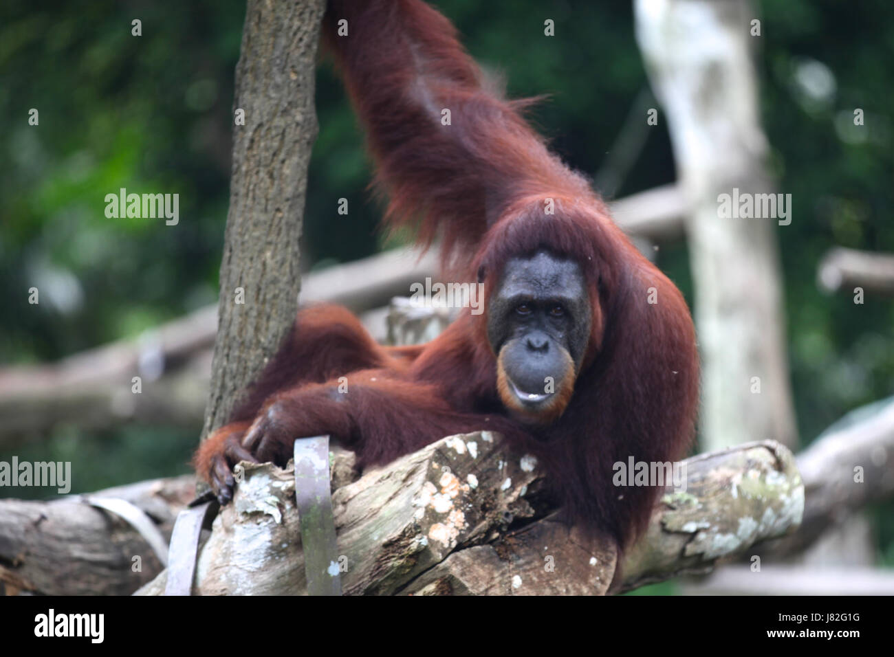 Monkeys are busy with their chores, Singapore, Southeast Asia Stock ...