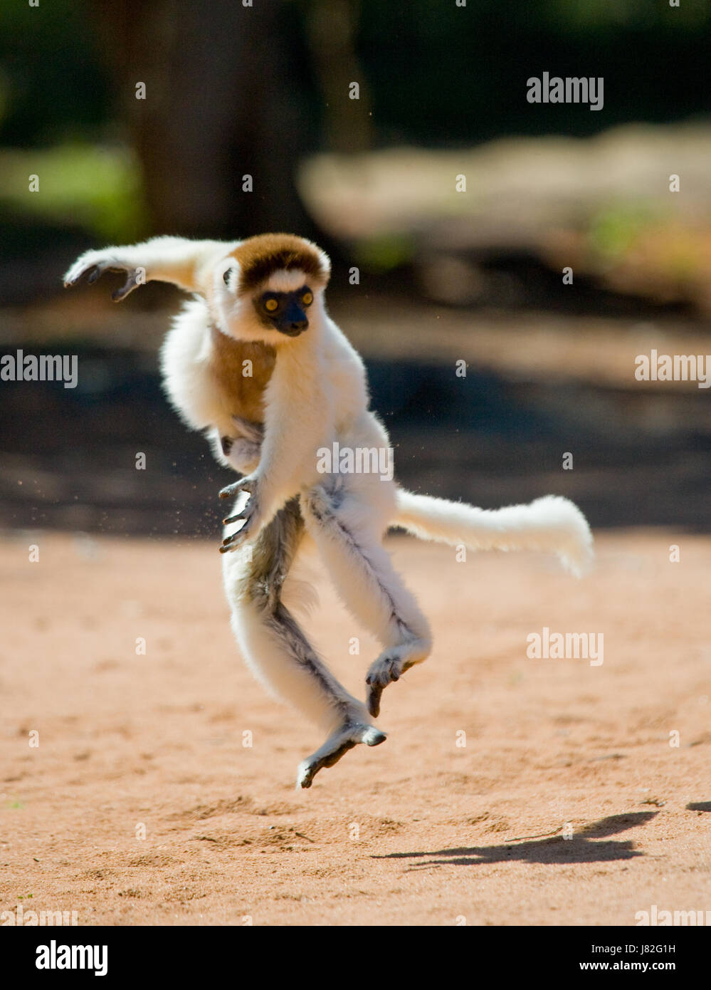 Dancing Sifaka Verreaux's sifaka (Propithecus verreauxi) is jumping ...