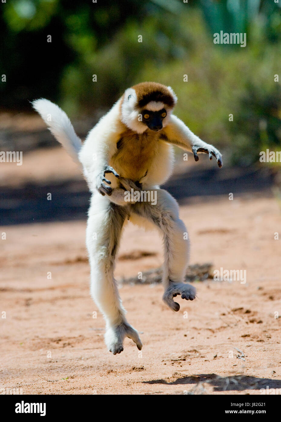 Dancing Sifaka Verreaux's sifaka (Propithecus verreauxi) is jumping ...