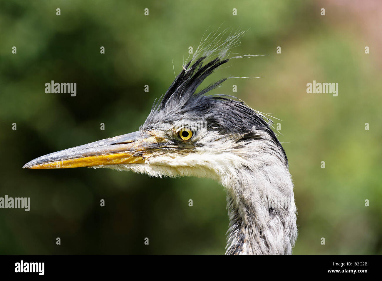 bird birds beak heron beaks predator bandit raider bird hunger fish ...