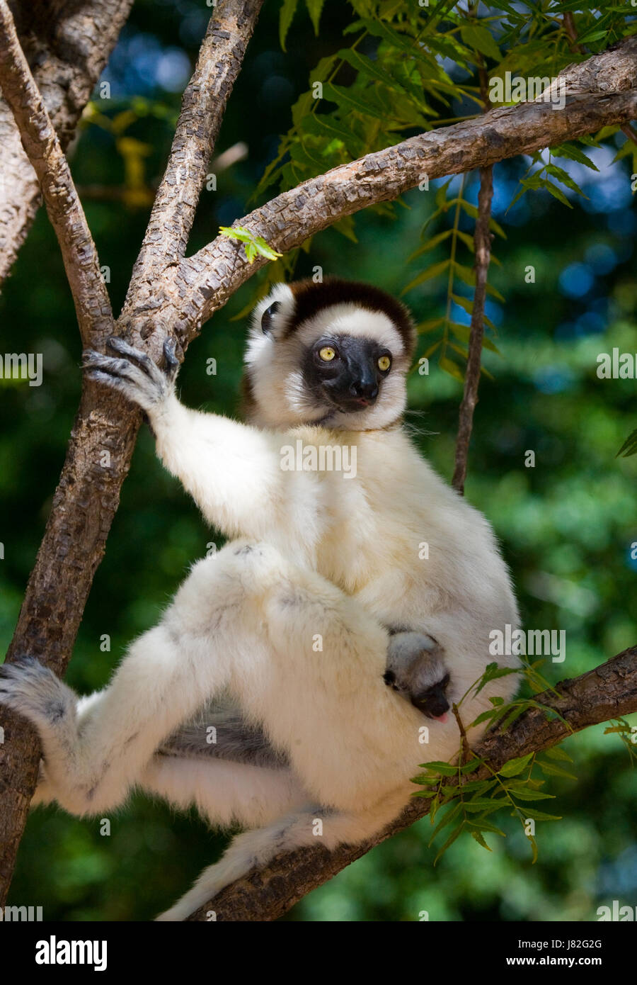 Dancing Sifaka sitting on a tree. Madagascar Stock Photo - Alamy