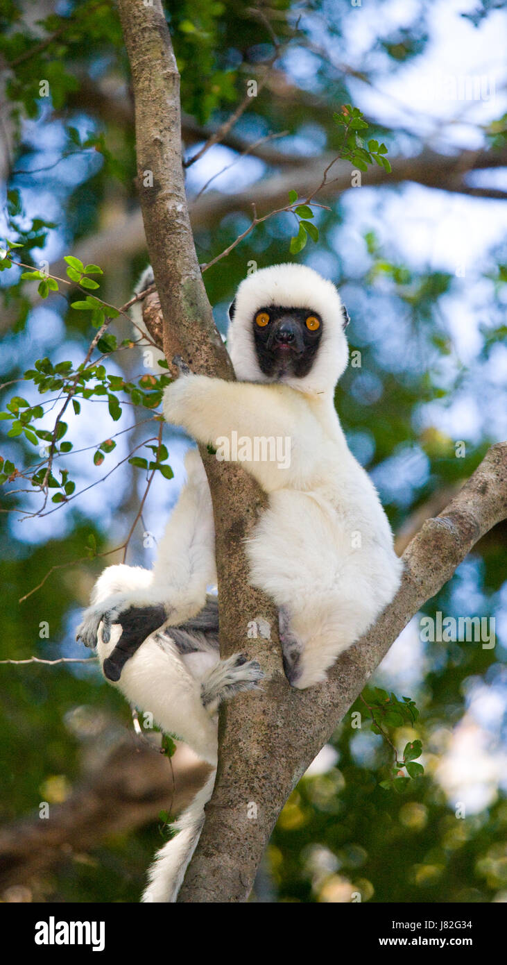 Dancing Sifaka sitting on a tree. Madagascar Stock Photo - Alamy