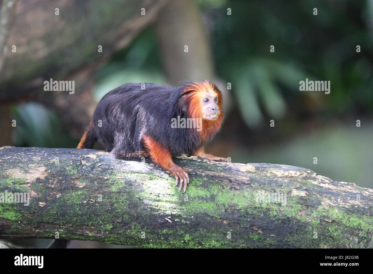 Monkeys are busy with their chores, Singapore, Southeast Asia Stock ...