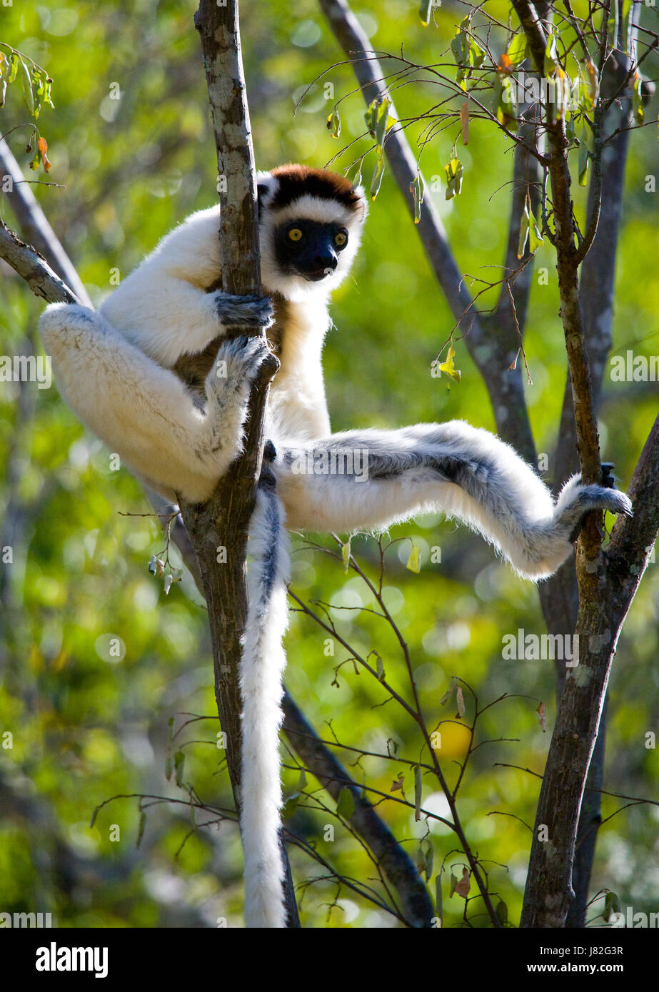 Dancing Sifaka sitting on a tree. Madagascar Stock Photo - Alamy