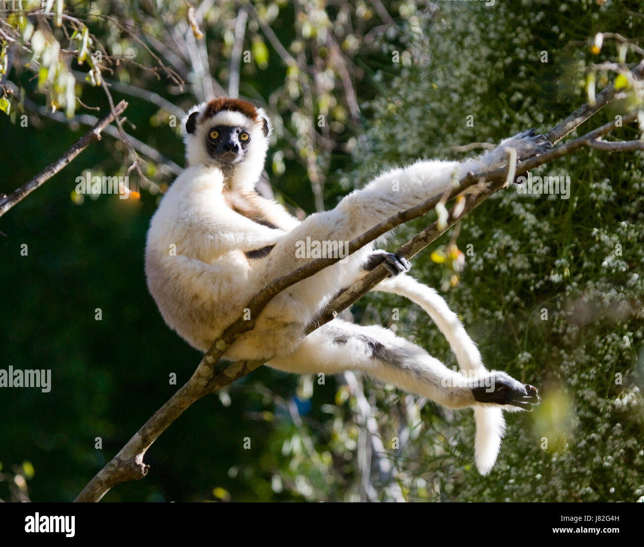 Dancing Sifaka sitting on a tree. Madagascar Stock Photo - Alamy
