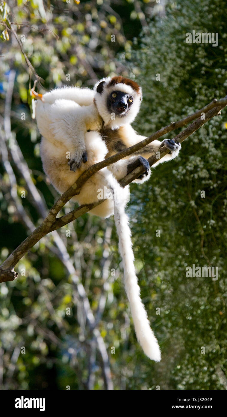 Dancing Sifaka sitting on a tree. Madagascar Stock Photo - Alamy