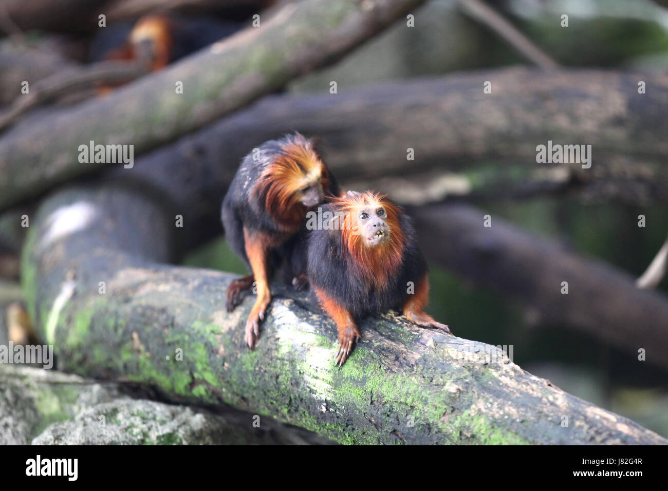 Monkeys are busy with their chores, Singapore, Southeast Asia Stock ...