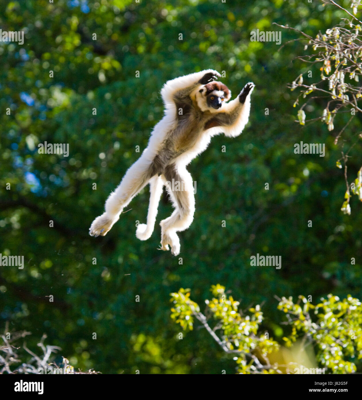 Dancing Sifaka Verreaux's sifaka (Propithecus verreauxi) is jumping ...