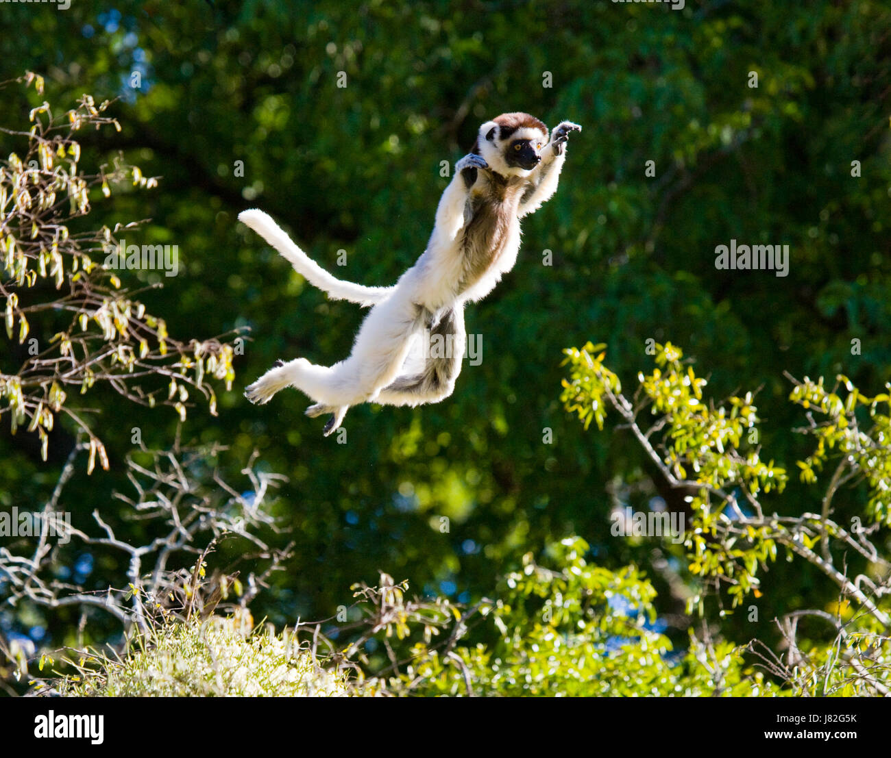 Dancing Sifaka Verreaux's sifaka (Propithecus verreauxi) is jumping ...