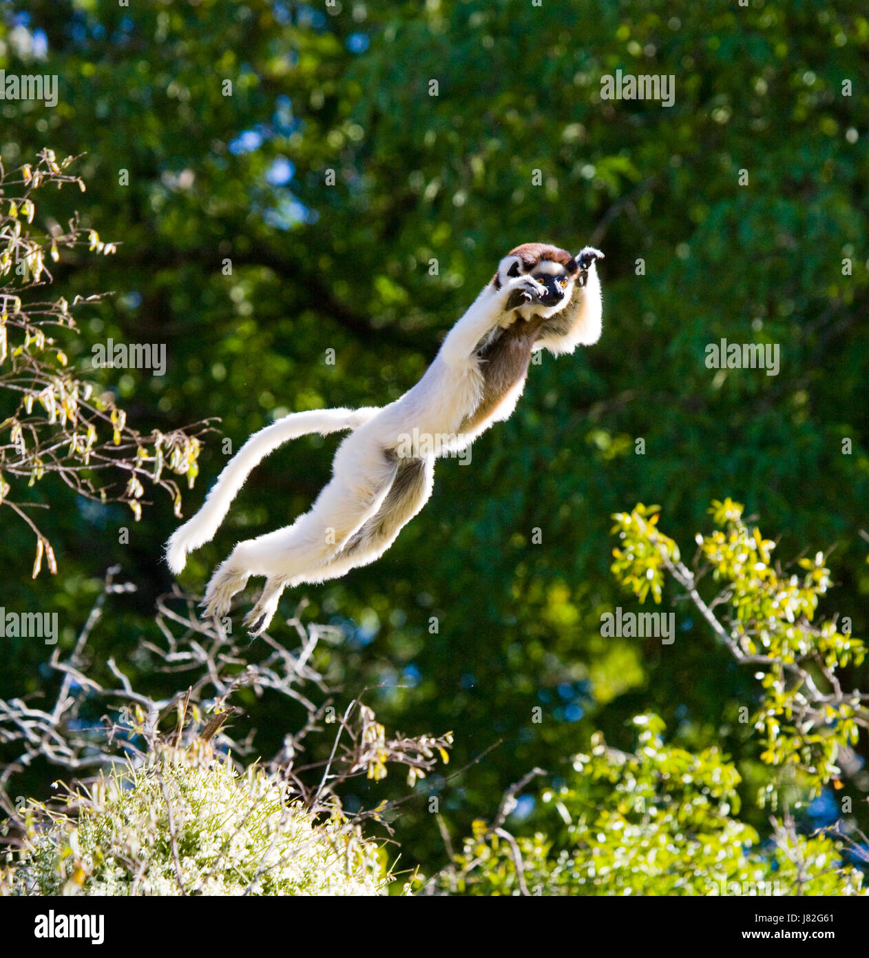 Dancing Sifaka Verreaux's sifaka (Propithecus verreauxi) is jumping ...