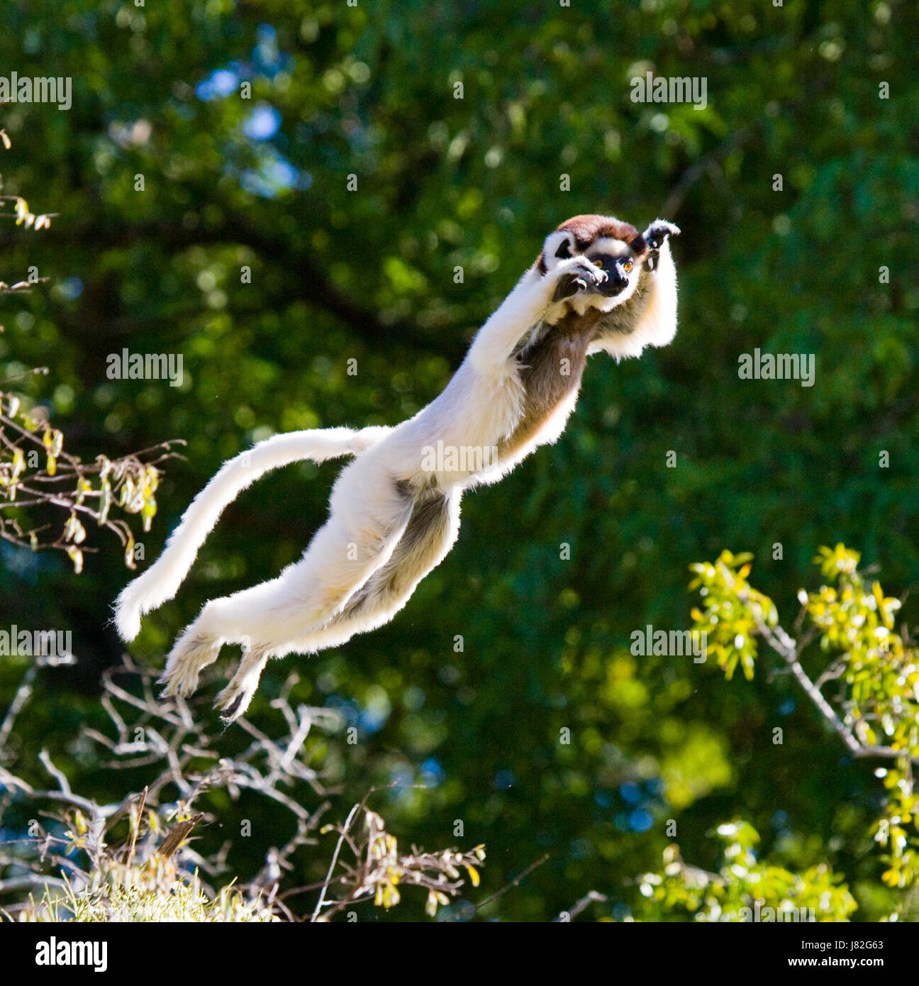 Dancing Sifaka Verreaux's sifaka (Propithecus verreauxi) is jumping ...