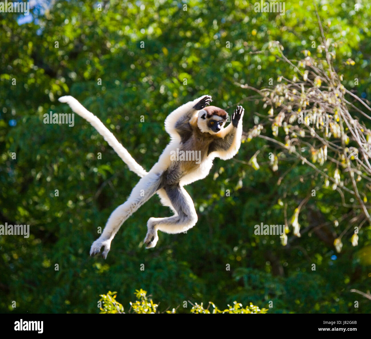 Dancing Sifaka Verreaux's sifaka (Propithecus verreauxi) is jumping ...