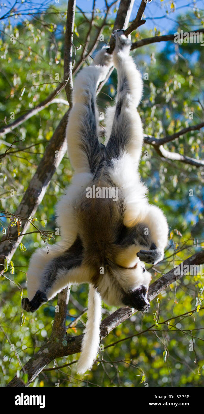 Dancing Sifaka sitting on a tree. Madagascar Stock Photo - Alamy