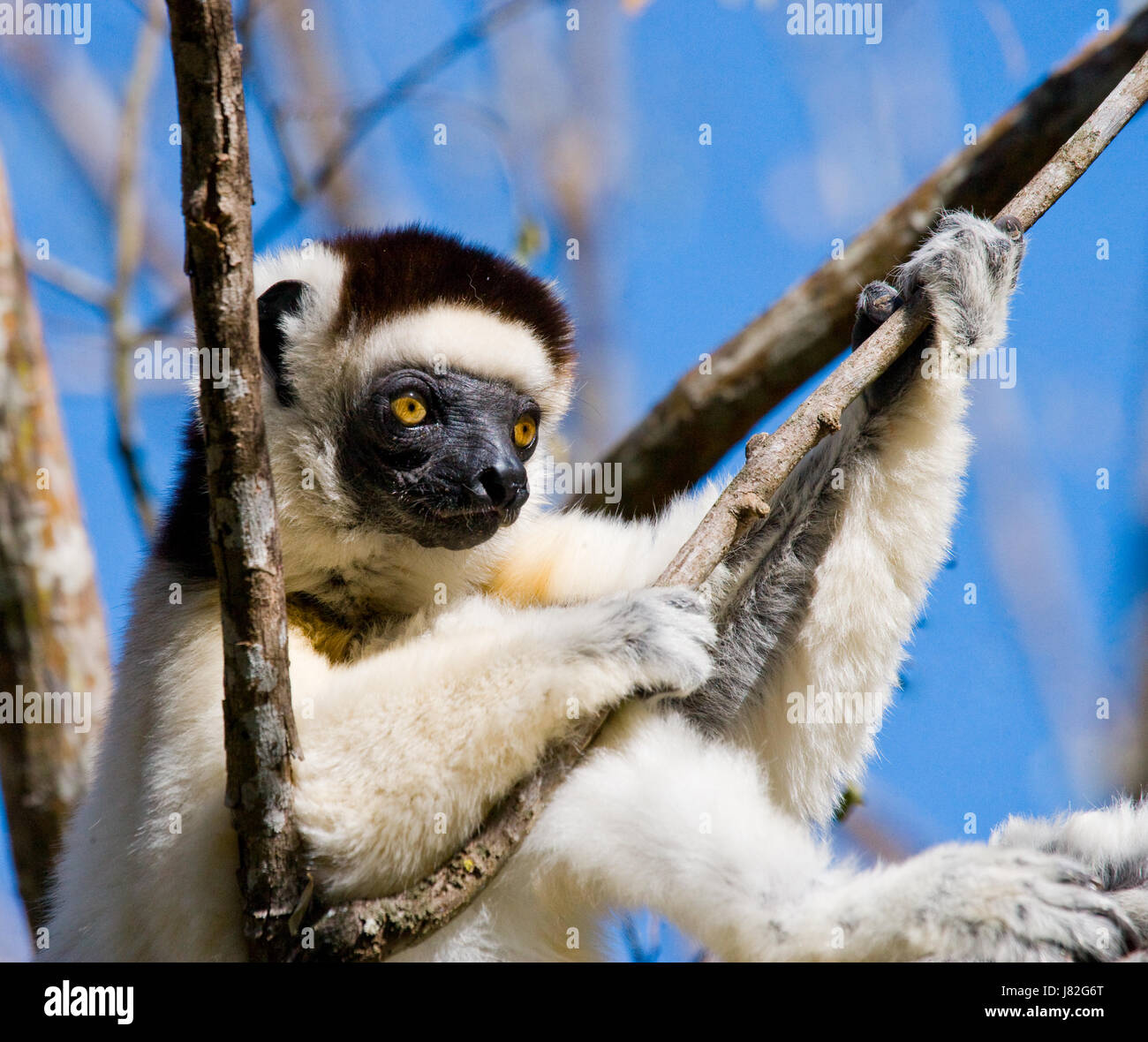 Dancing Sifaka sitting on a tree. Madagascar Stock Photo - Alamy