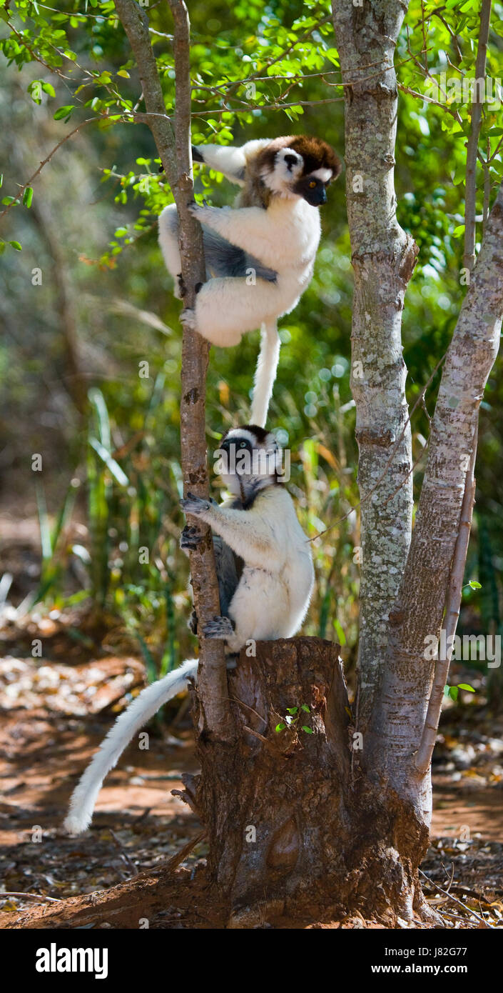 Dancing Sifaka sitting on a tree. Madagascar Stock Photo - Alamy