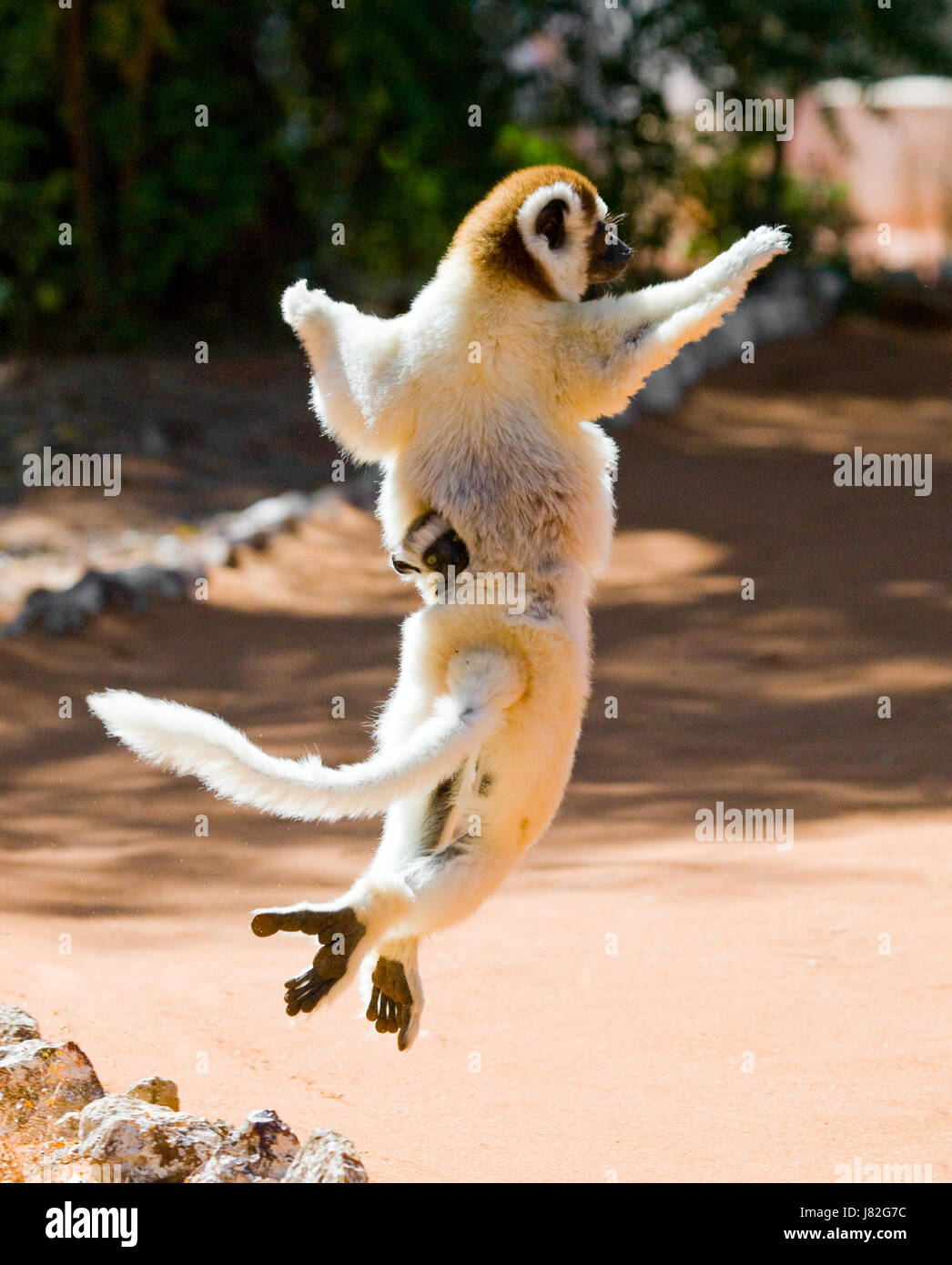 Dancing Sifaka Verreaux's sifaka (Propithecus verreauxi) is jumping ...