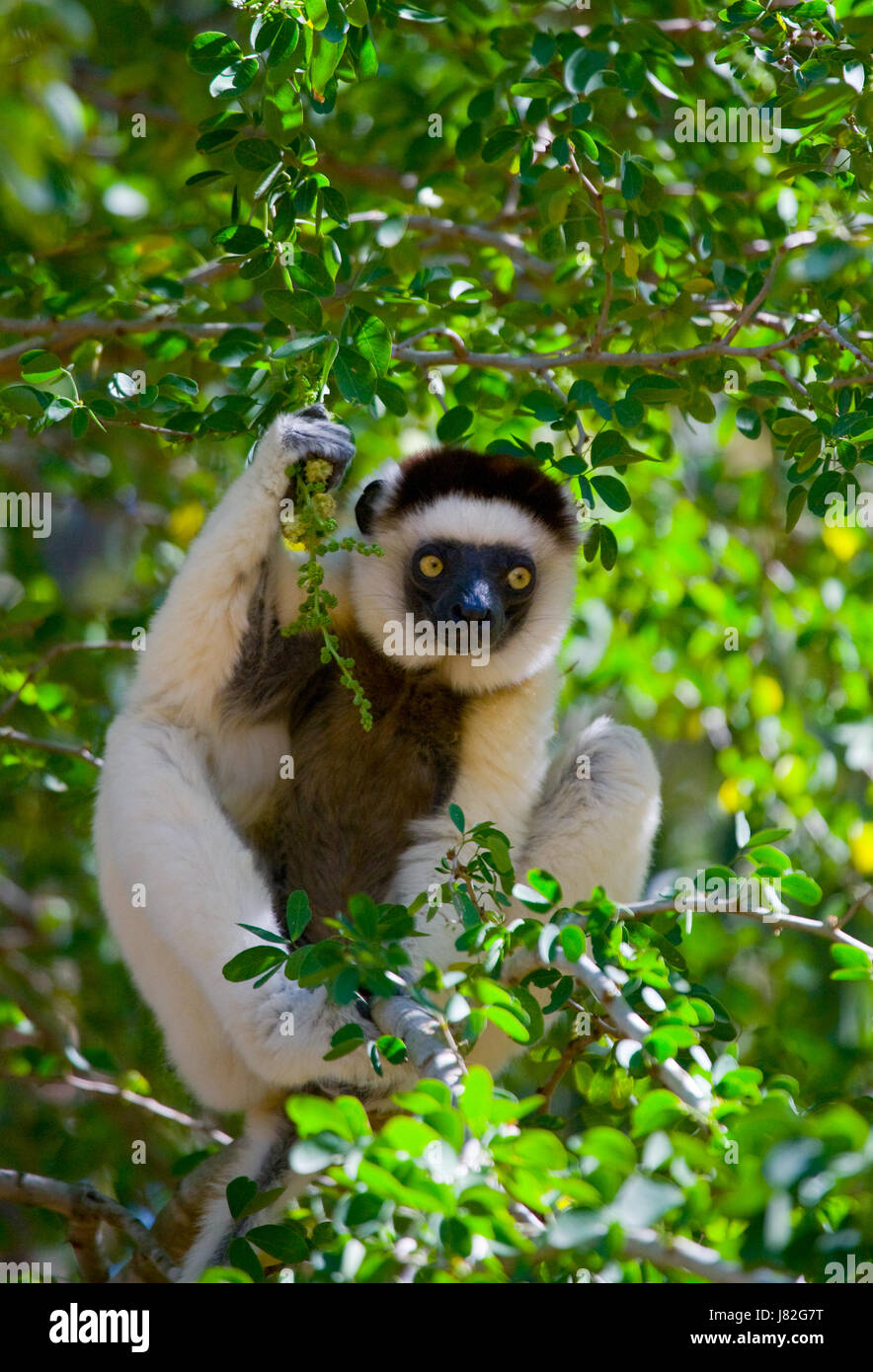 Dancing Sifaka sitting on a tree. Madagascar Stock Photo - Alamy