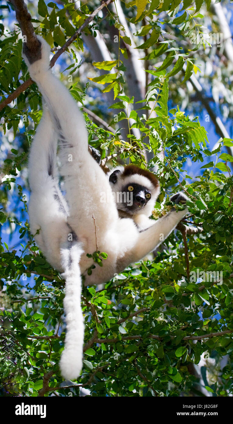 Dancing Sifaka sitting on a tree. Madagascar Stock Photo - Alamy