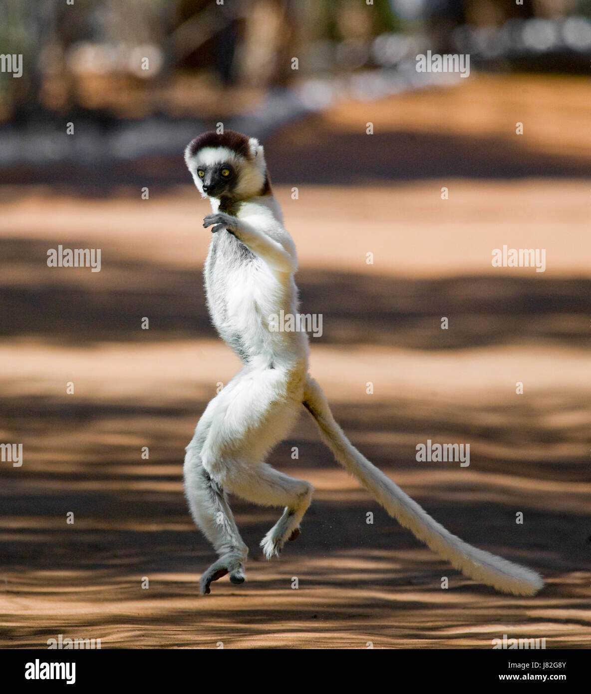 Dancing Sifaka Verreaux's sifaka (Propithecus verreauxi) is jumping ...