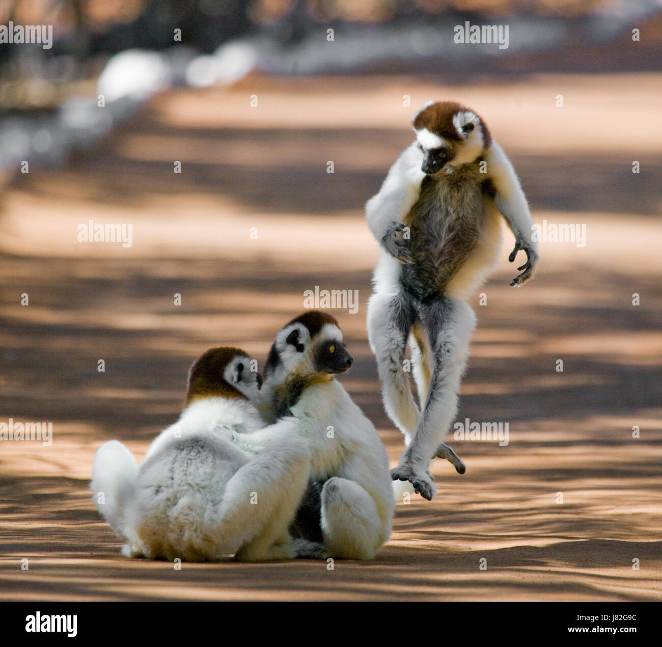 Three sifaka hi-res stock photography and images - Alamy