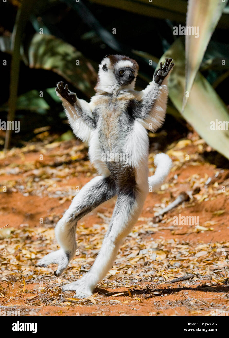 Dancing Sifaka Verreaux's sifaka (Propithecus verreauxi) is jumping ...