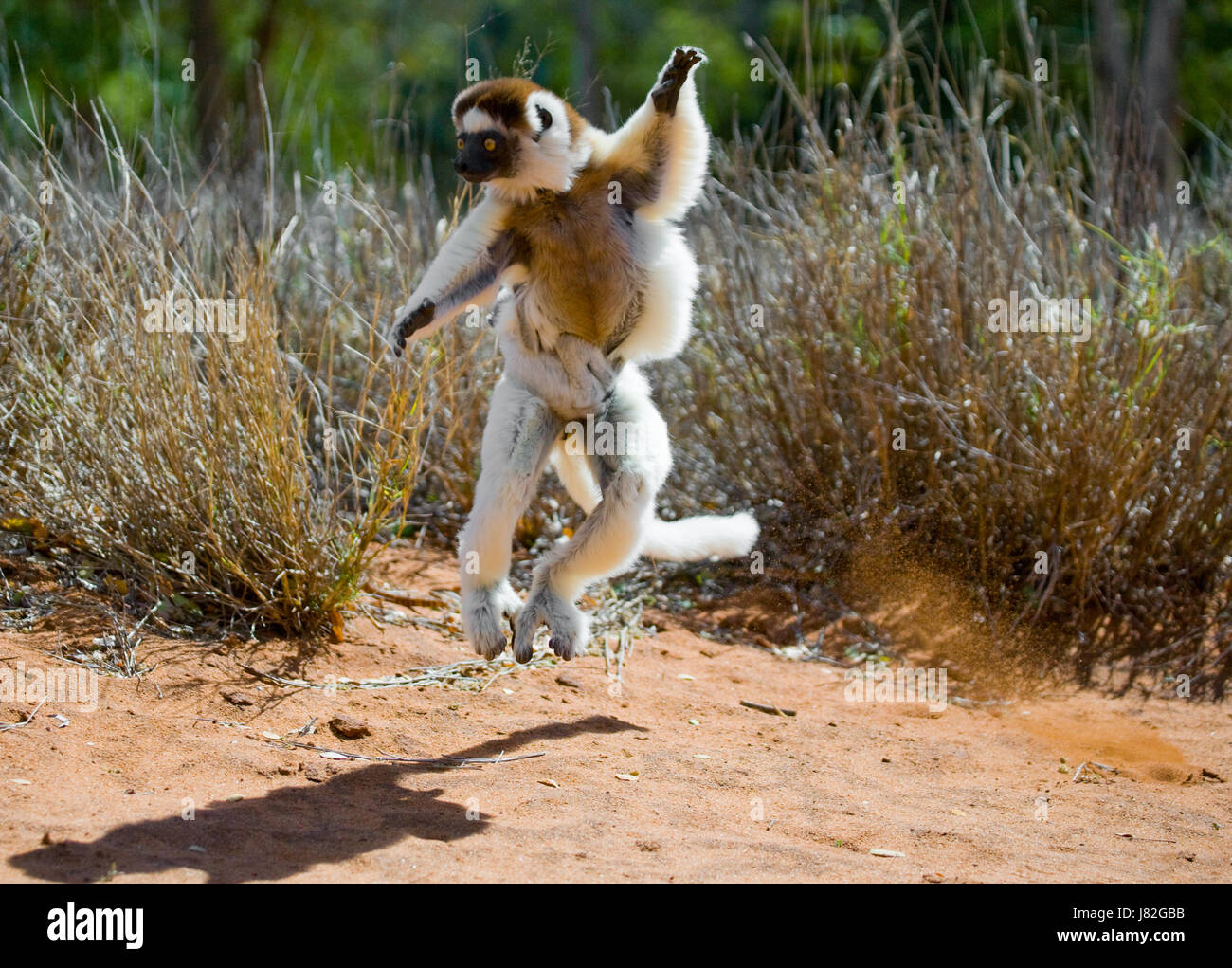 Dancing Sifaka Verreaux's sifaka (Propithecus verreauxi) is jumping ...