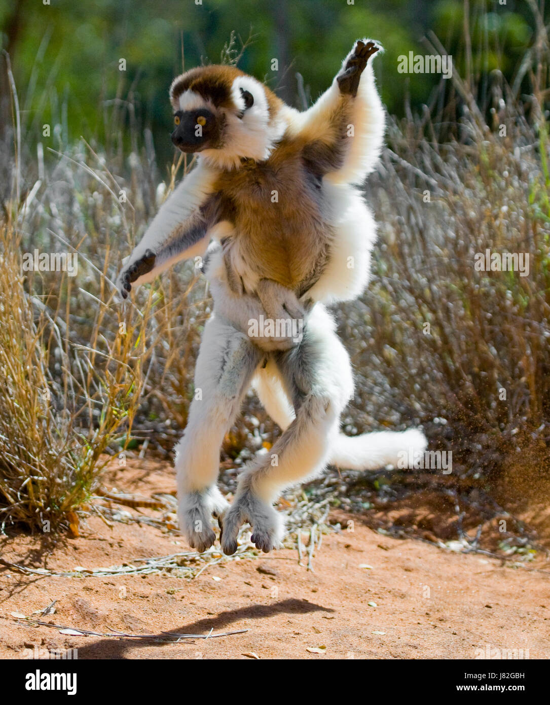 Dancing Sifaka Verreaux's sifaka (Propithecus verreauxi) is jumping ...