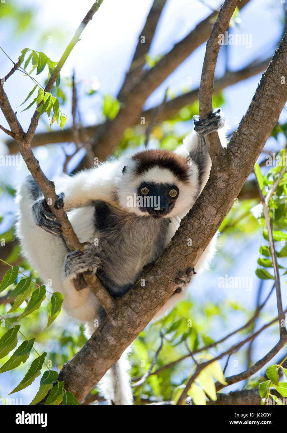 Dancing Sifaka sitting on a tree. Madagascar Stock Photo - Alamy