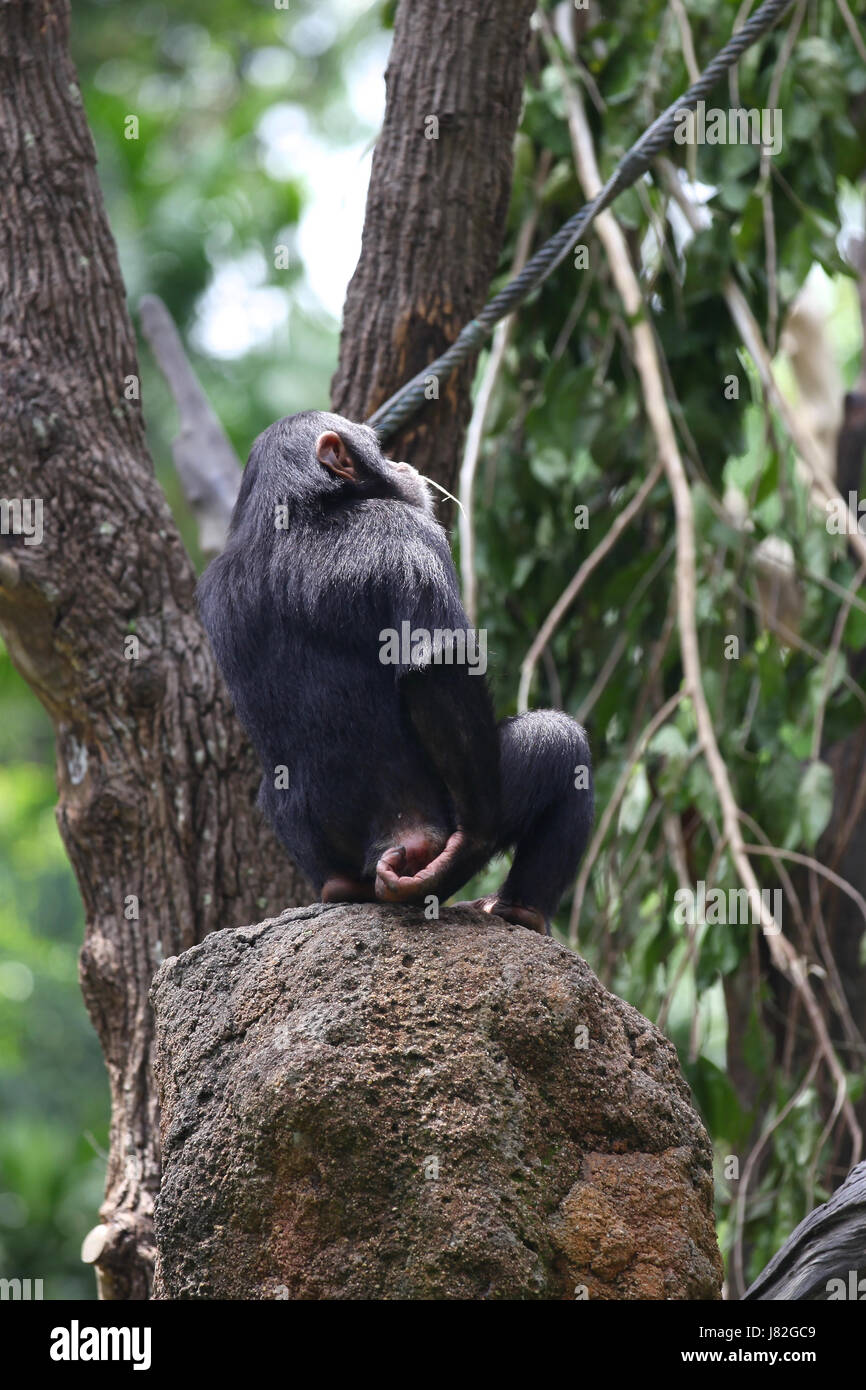 Monkeys are busy with their chores, Singapore, Southeast Asia Stock ...
