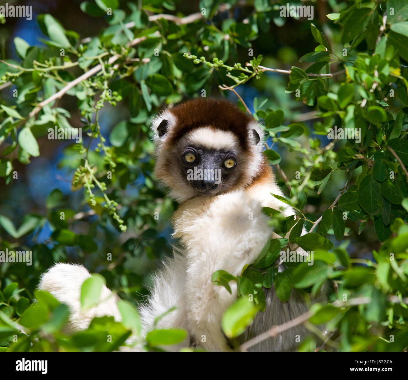 Dancing Sifaka sitting on a tree. Madagascar Stock Photo - Alamy
