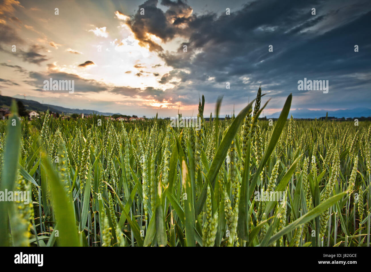 agriculture farming field grain wheat farm rural peasant cereal food ...