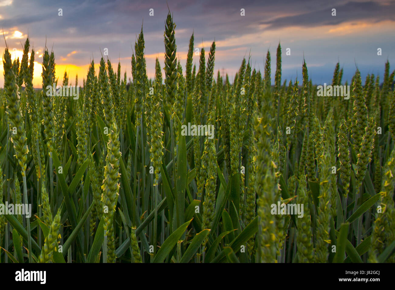 agriculture farming field grain wheat farm rural peasant cereal food ...