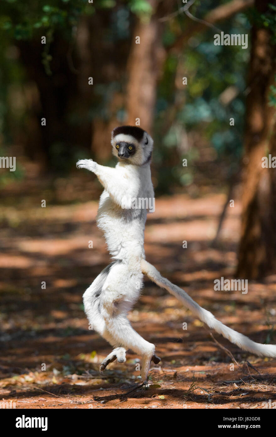 Dancing Sifaka Verreaux's sifaka (Propithecus verreauxi) is jumping ...