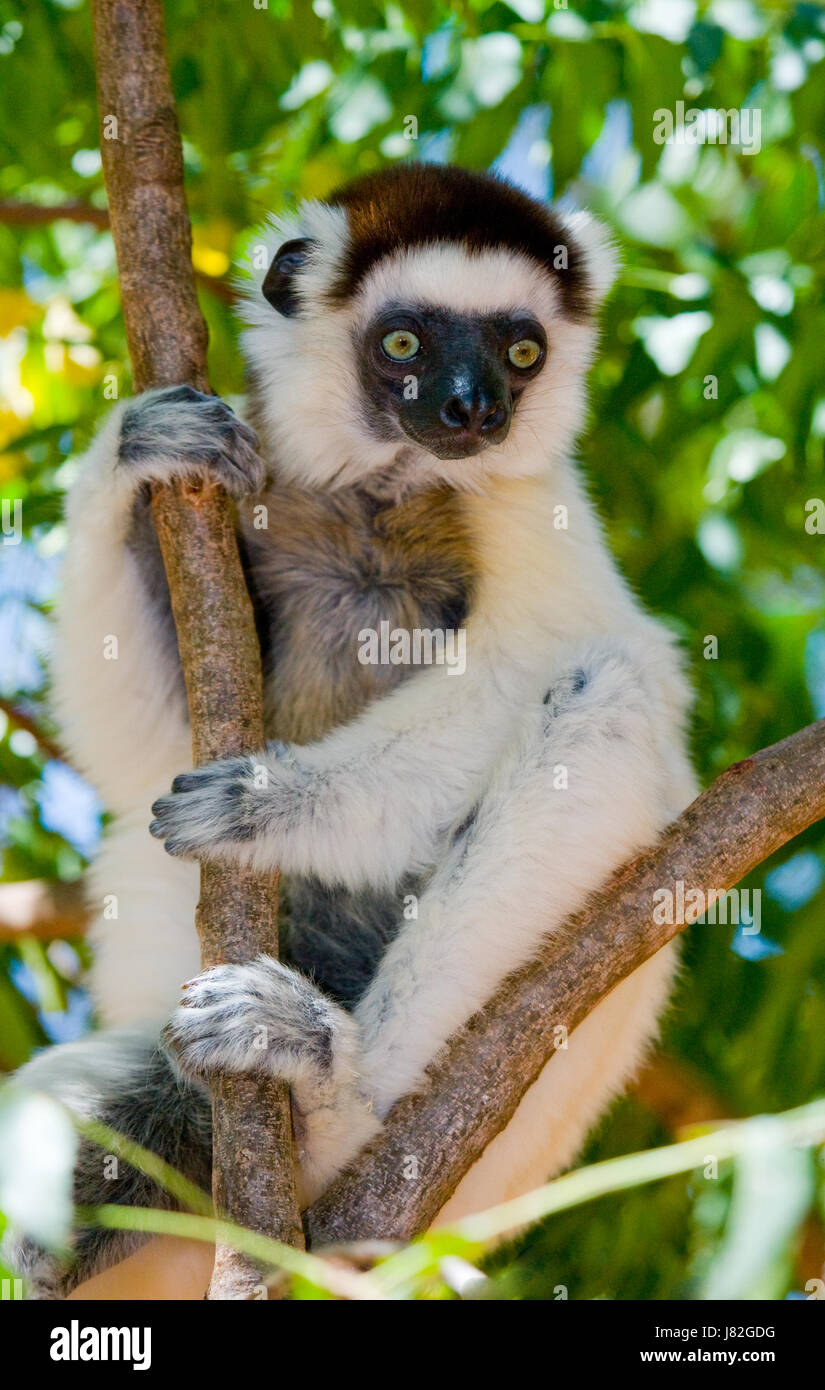 Dancing Sifaka sitting on a tree. Madagascar Stock Photo - Alamy