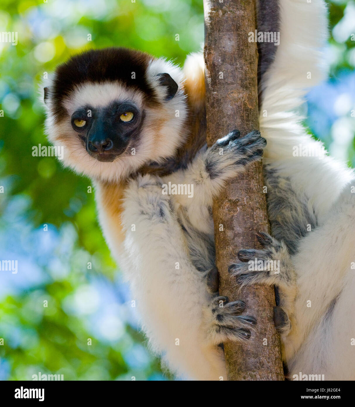 Dancing Sifaka sitting on a tree. Madagascar Stock Photo - Alamy