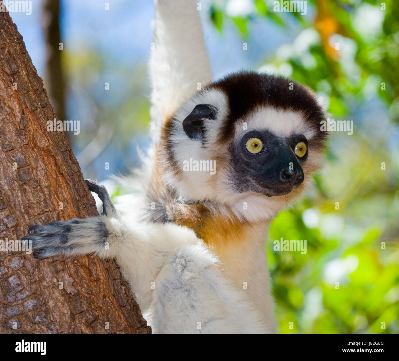 Portrait of a dancing sifaka. Verreaux's sifaka (Propithecus verreauxi ...